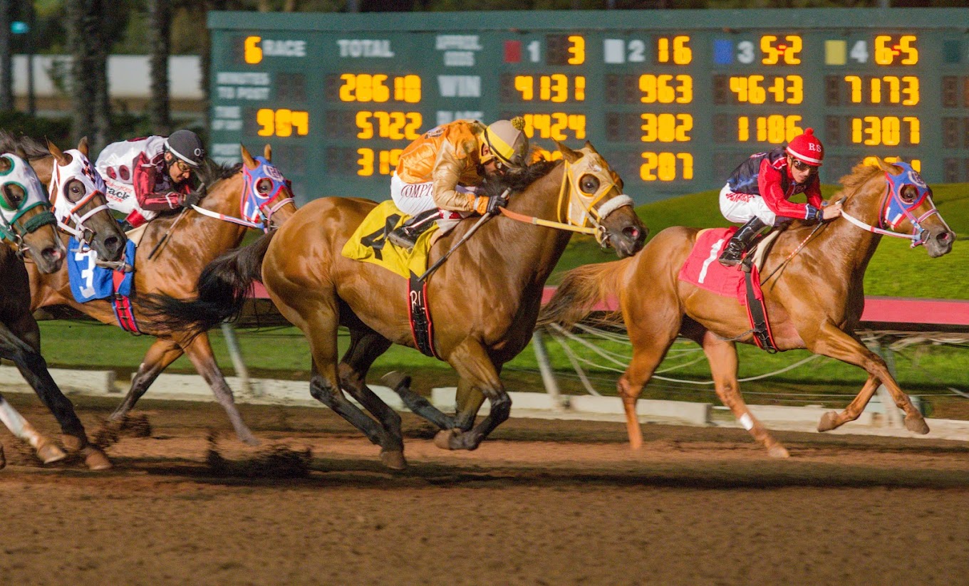 Horses For Sale – Supreme Q Racing