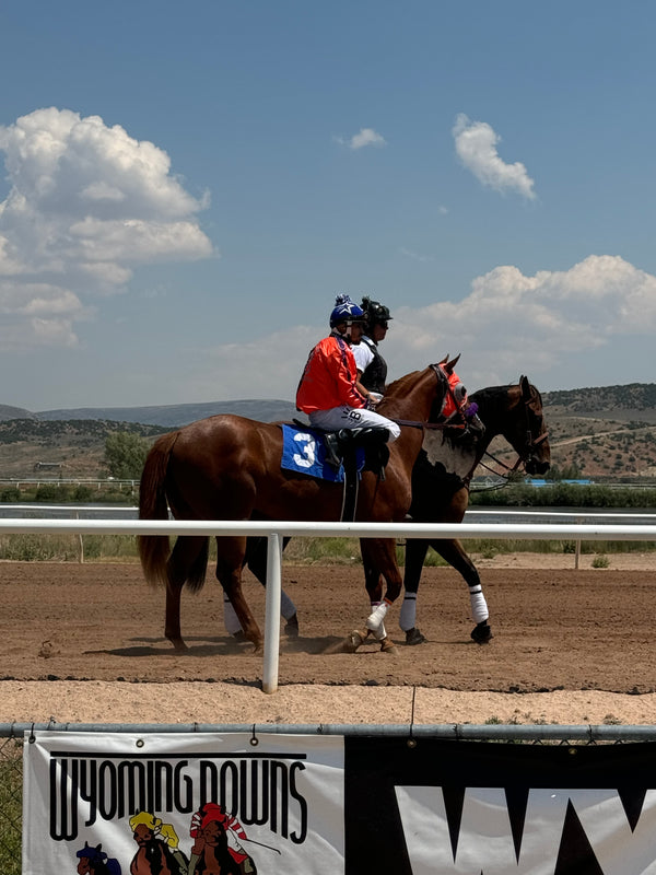 Mr Steve Berry (Mr Jess Perry x Valiant Jess) – Supreme Q Racing