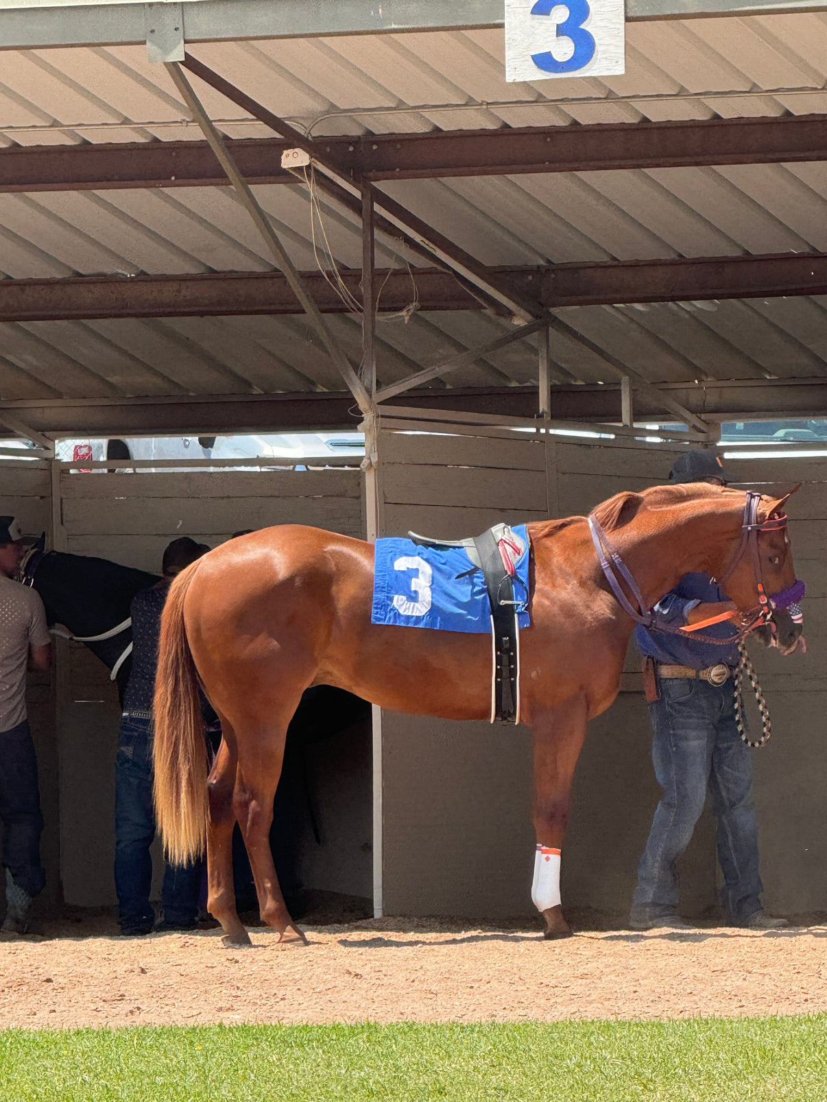 Mr Steve Berry (Mr Jess Perry x Valiant Jess) – Supreme Q Racing