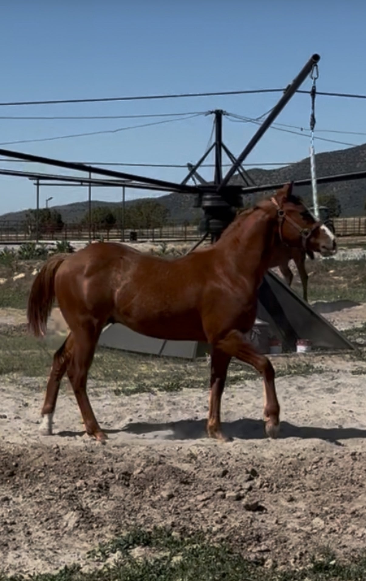 Kiss My Hocks x Perfect Practice – Supreme Q Racing